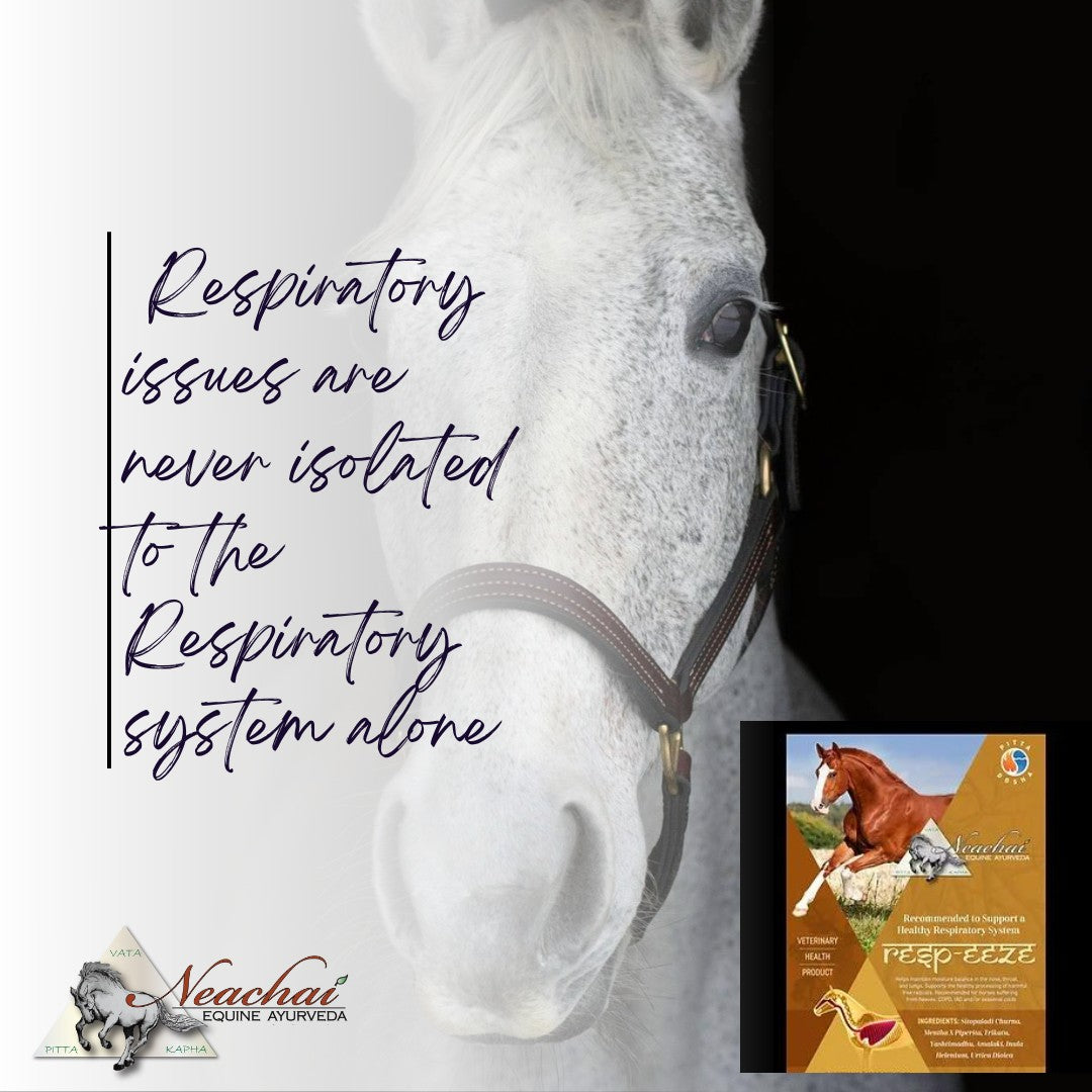 Addressing Equine Respiratory Issues | Equestrian Fashion Outfitters