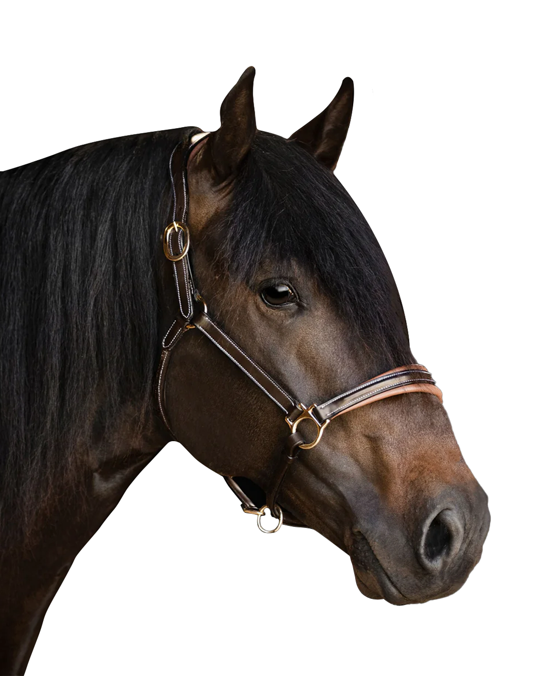 Halters – Equestrian Fashion Outfitters